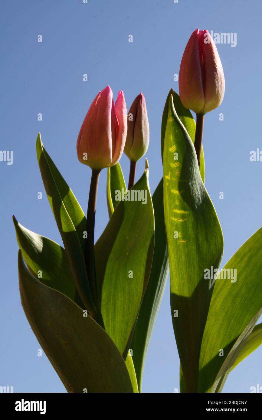 Candy prince hi-res stock photography and images - Alamy