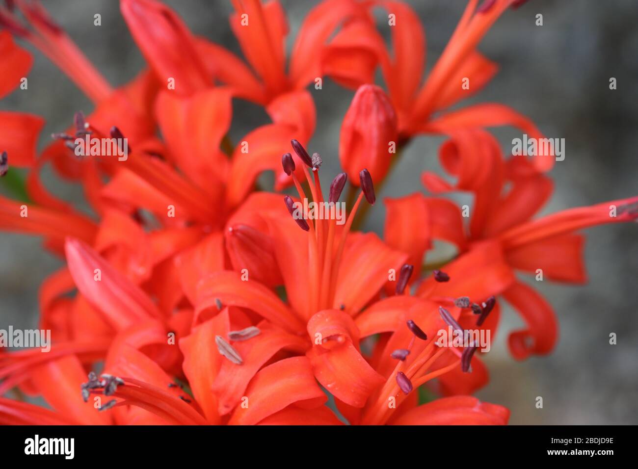 Red flowering nerine hi-res stock photography and images - Alamy
