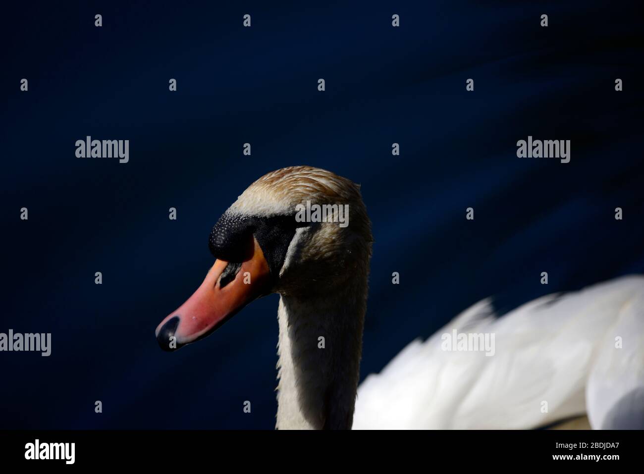 Mute Swan portrait Stock Photo - Alamy