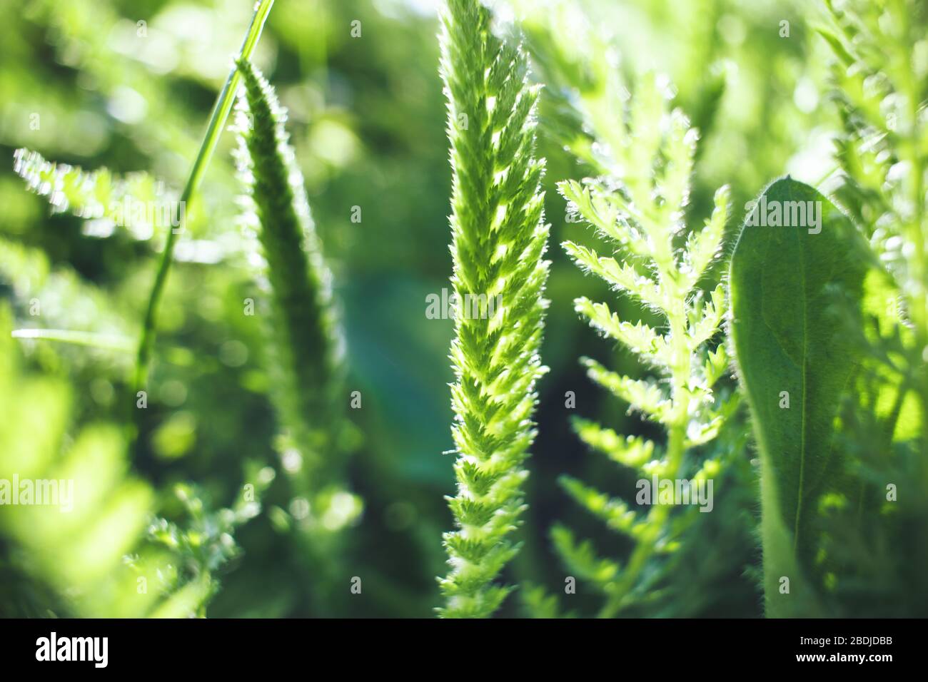 Closeup of fresh green grass for wallpaper design Stock Photo - Alamy