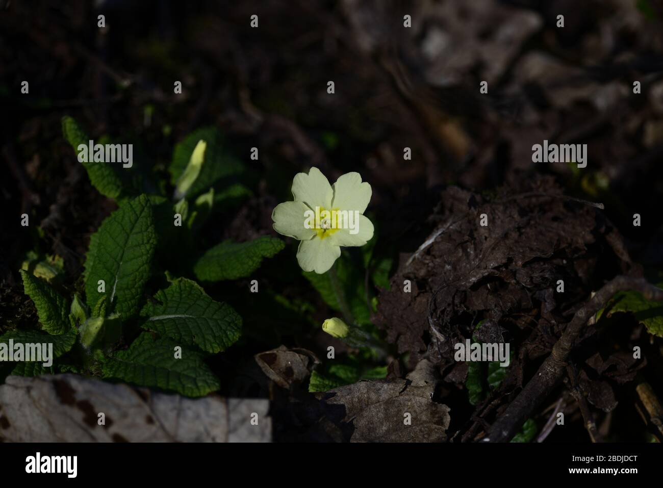 Primrose wine hi-res stock photography and images - Alamy
