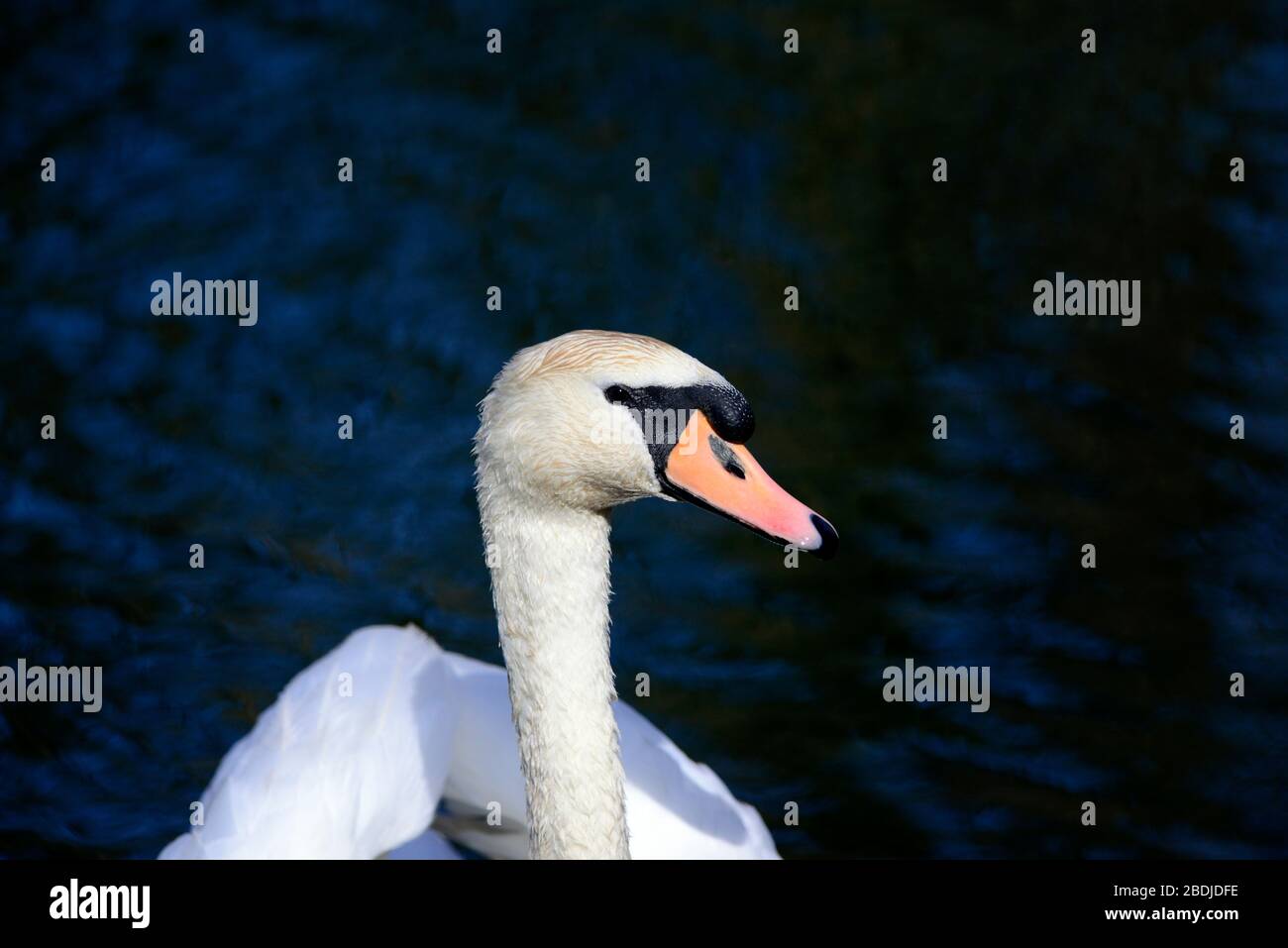 Pentland hills bird life hi-res stock photography and images - Alamy