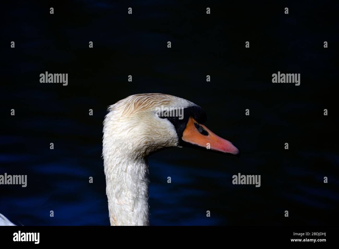 Flying mute s hi-res stock photography and images - Alamy
