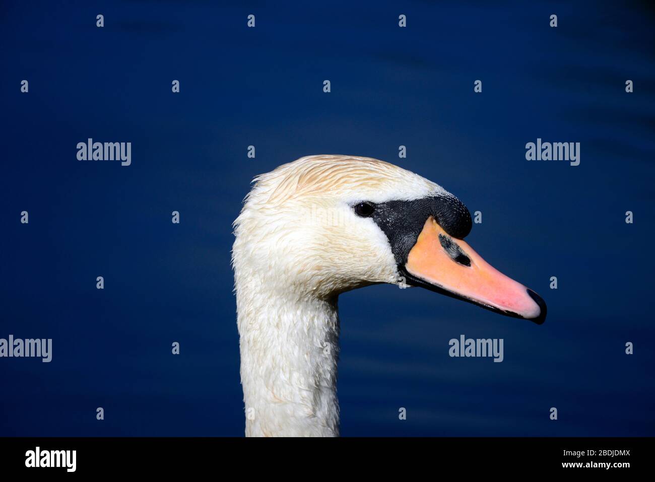 Flying Mute S High Resolution Stock Photography and Images - Alamy