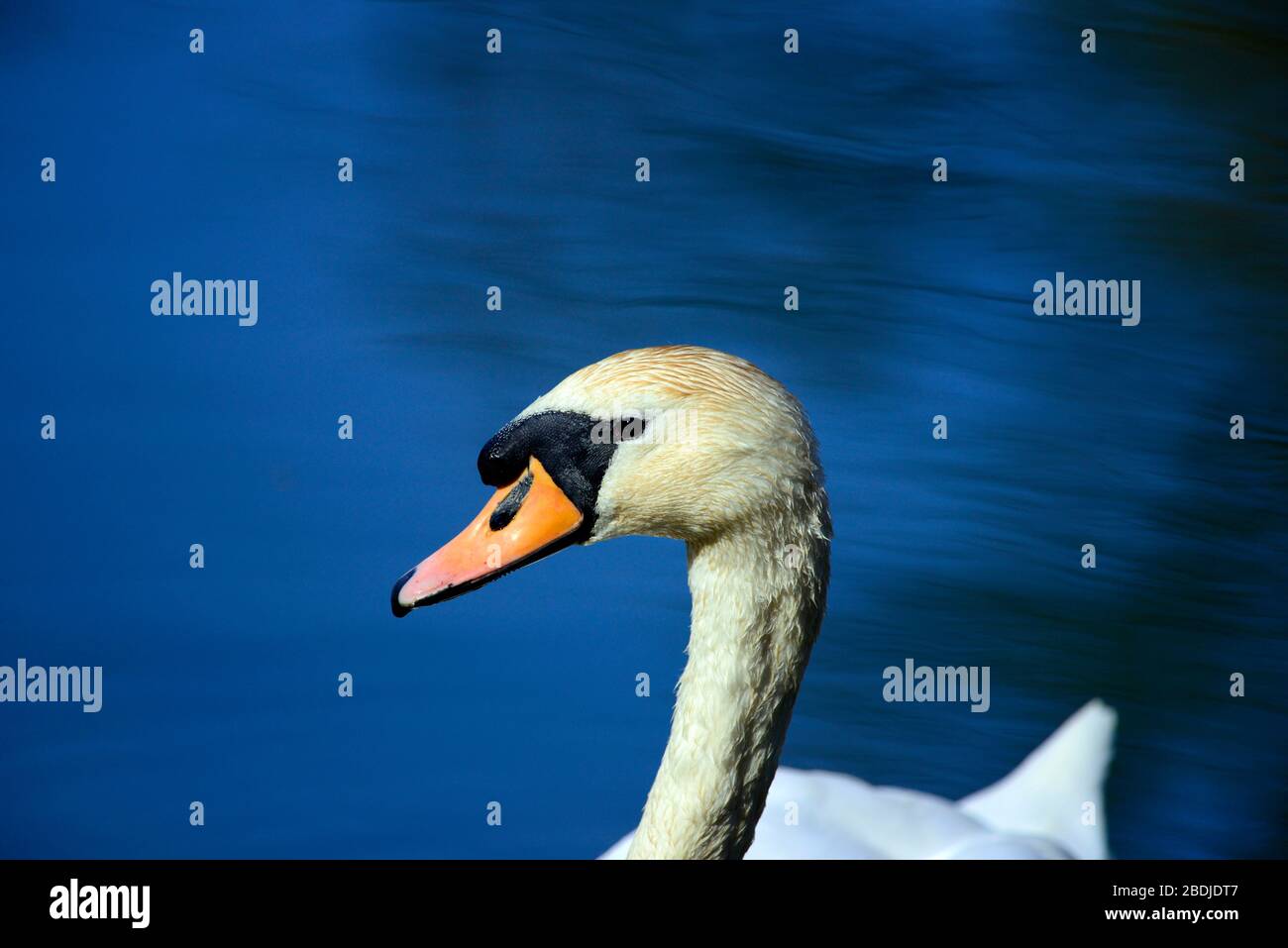 Flying mute s hi-res stock photography and images - Alamy