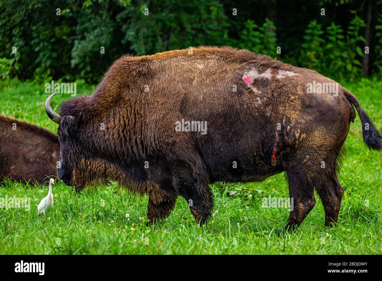 Fluffy elk hi-res stock photography and images - Alamy