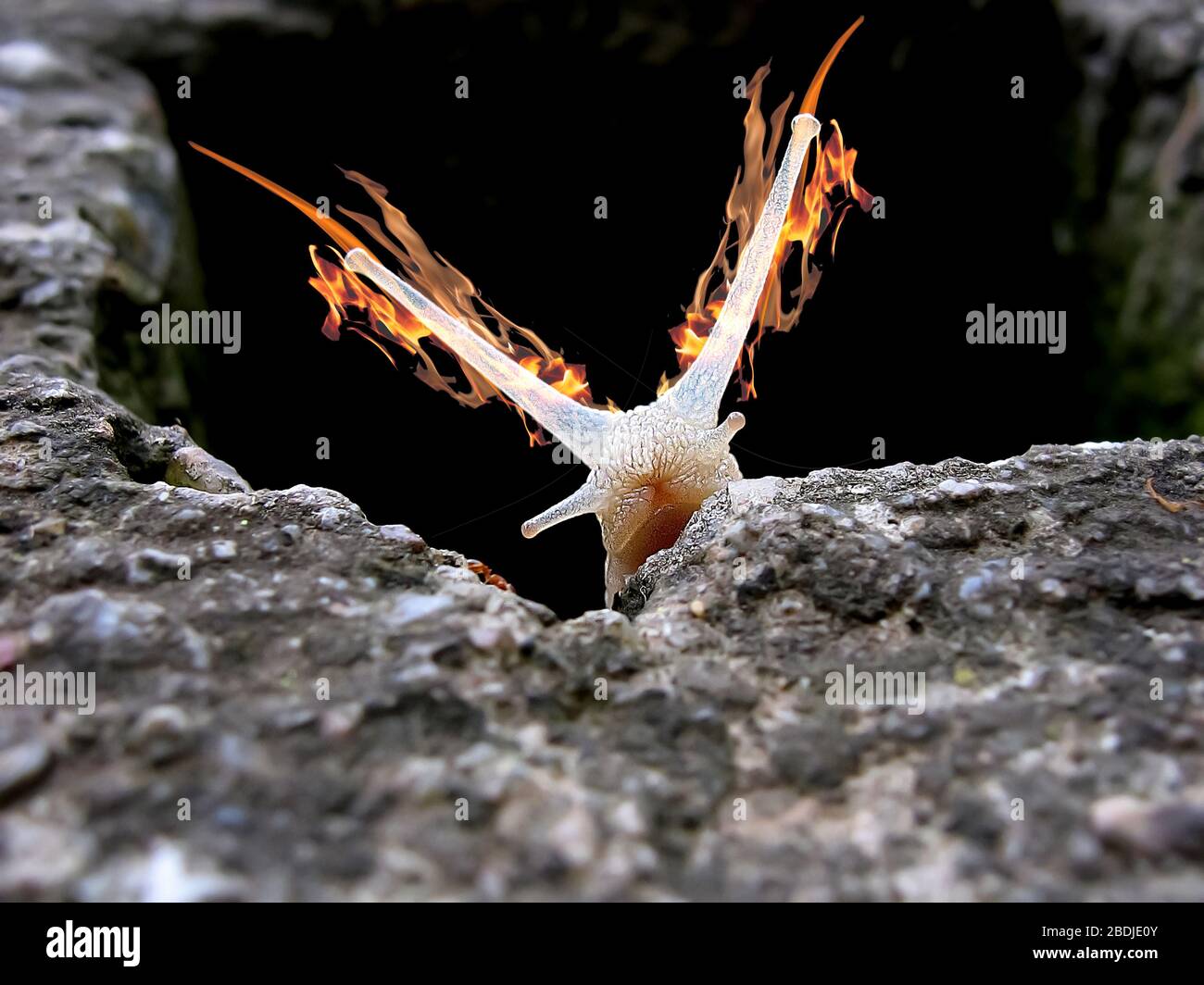 a snail with flames on its horns comes out of a hole in the stone Stock ...