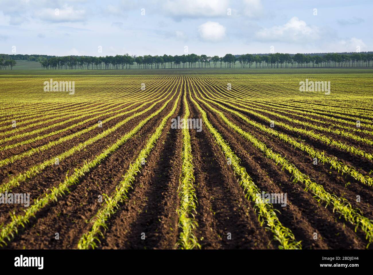 Field of young corn. Agricultural landscape with green rows of sprouted ...