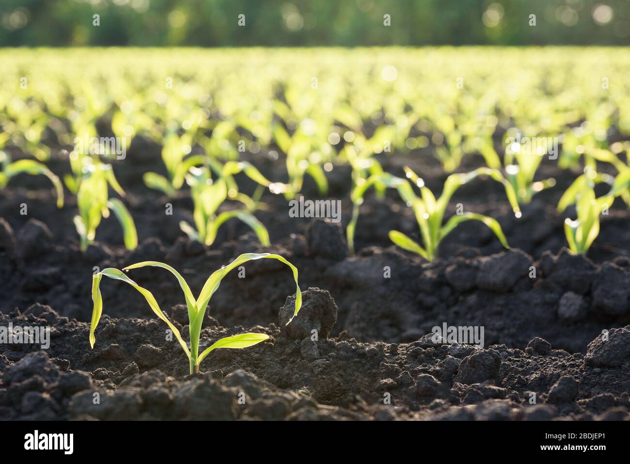 Agricultural background hi-res stock photography and images - Alamy