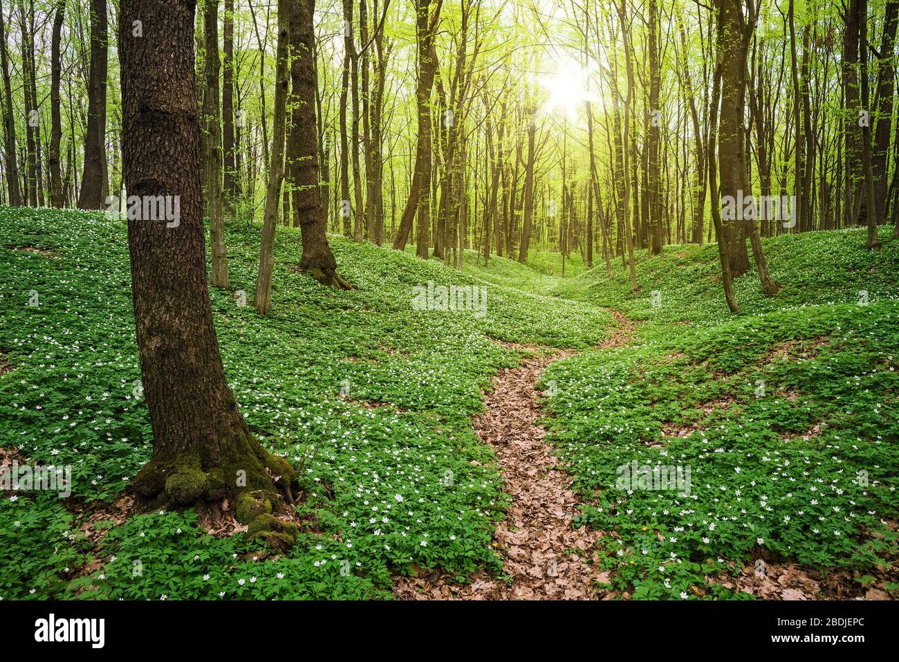 Morning Forest Flower