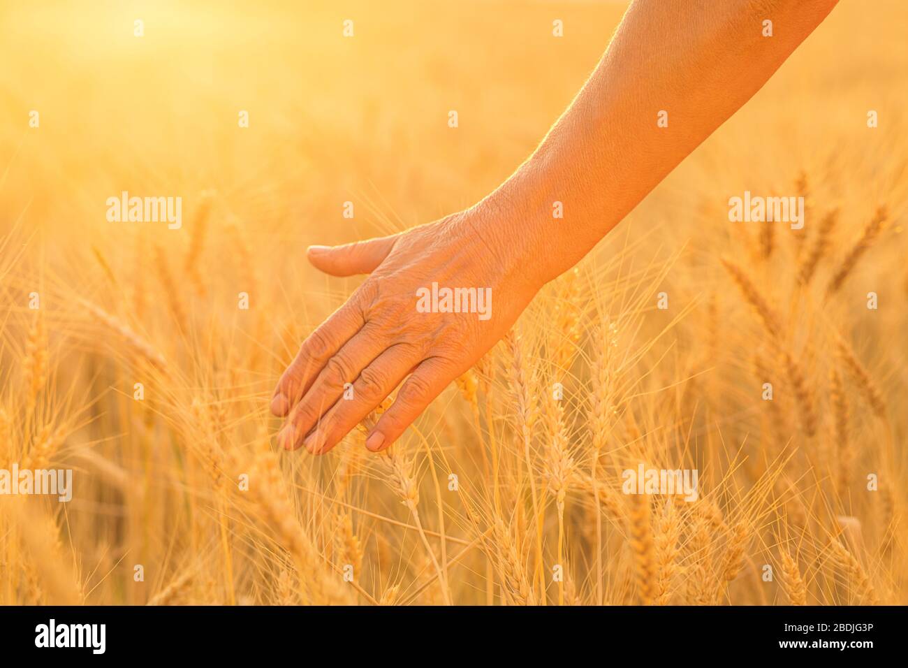 Old woman's hand over wheat ears. Arm of farmer, girl running through ...
