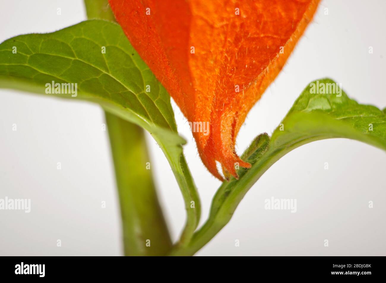 Red physalis flower and fruit isolated on the white background Stock ...