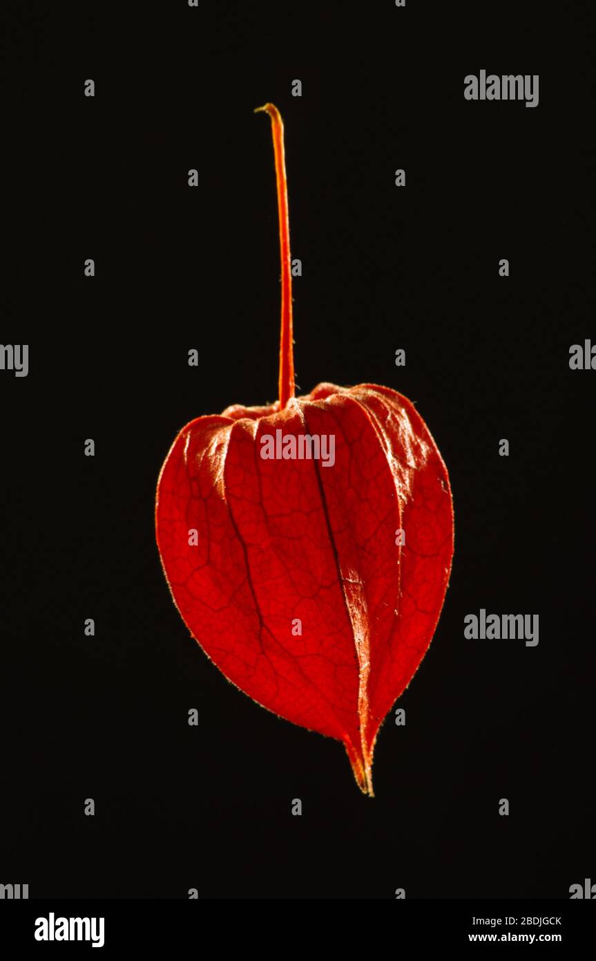 Physalis flower over the dark background Stock Photo - Alamy