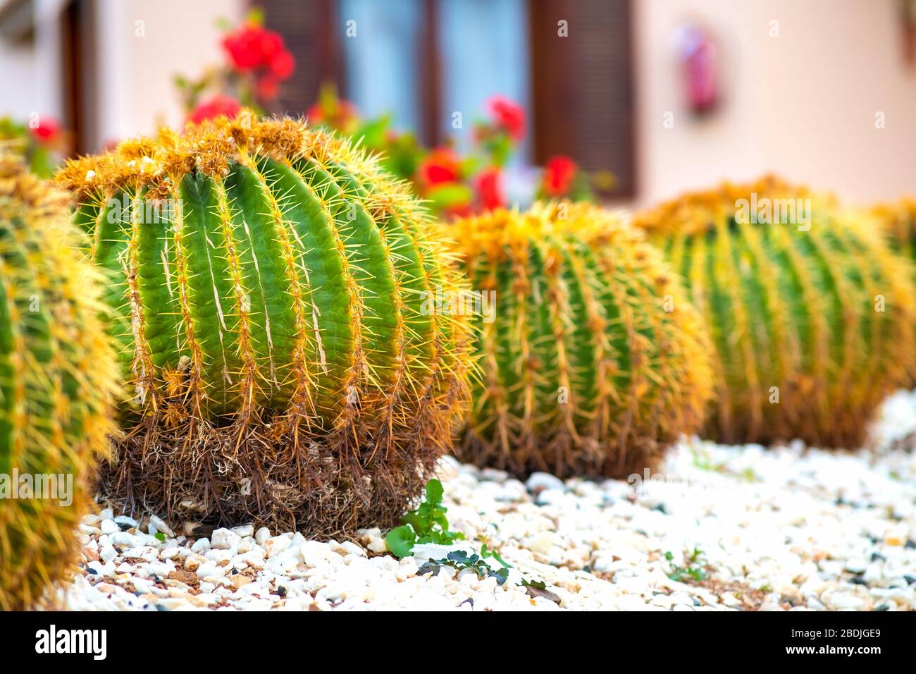 Green round tropical cactus plants with sharp spines growing on a ...