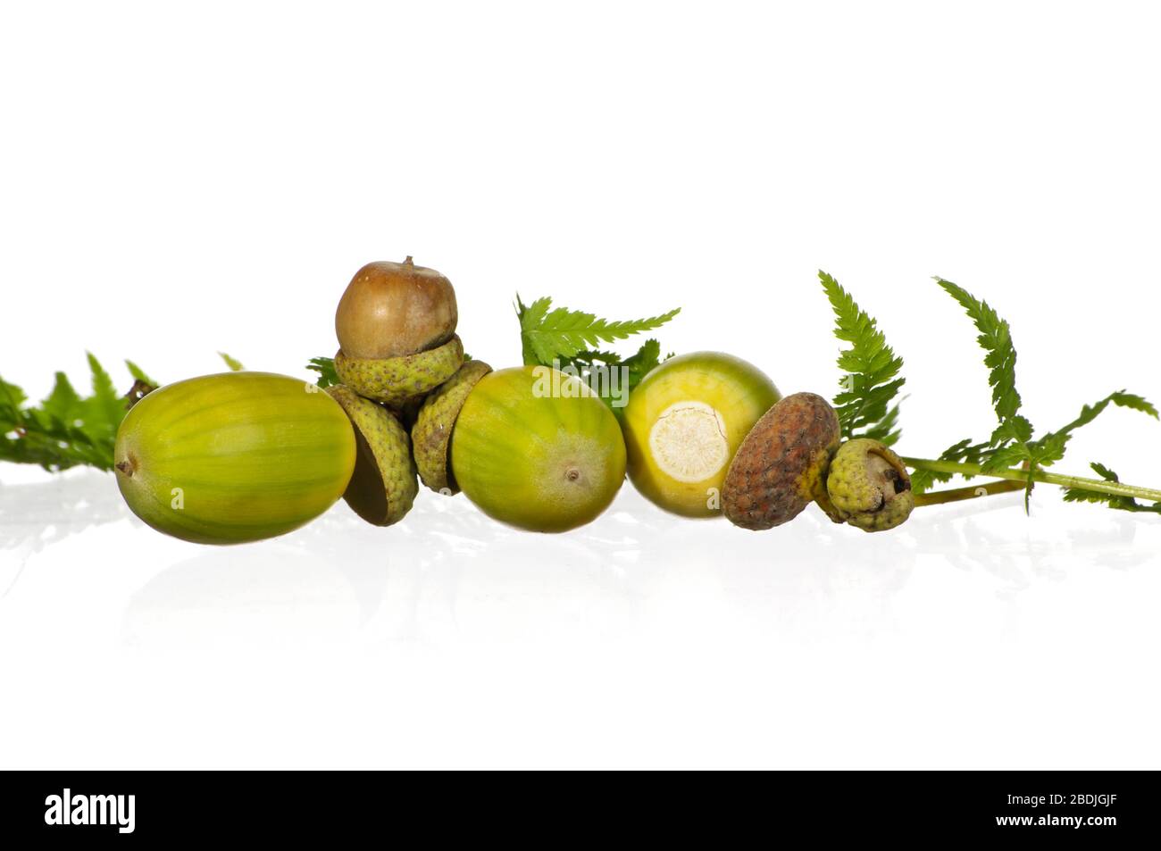 Still life with acorns isolated on the white background Stock Photo - Alamy
