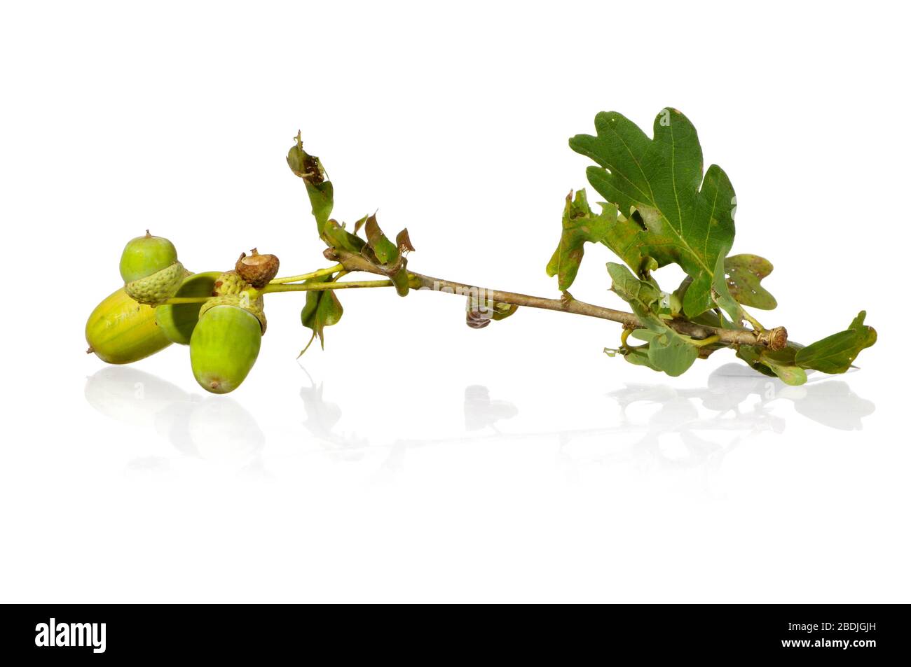 A branch of the oak isolated on the white background Stock Photo - Alamy