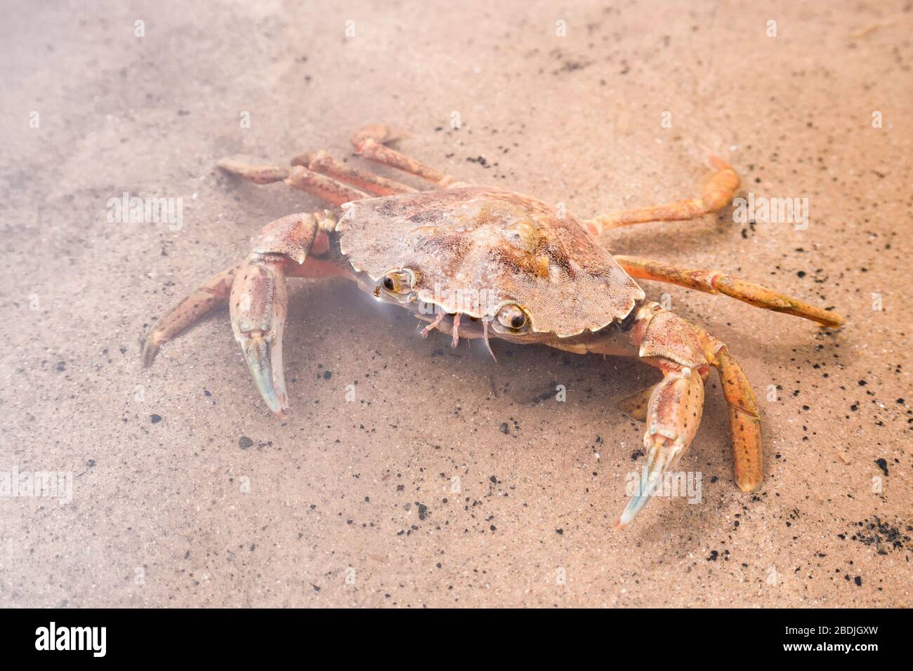 Crabwise hi-res stock photography and images - Alamy