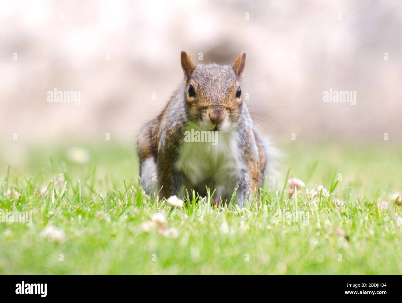 Outside squirrel hi-res stock photography and images - Alamy