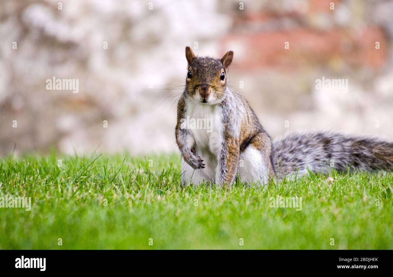 Outside squirrel hi-res stock photography and images - Alamy