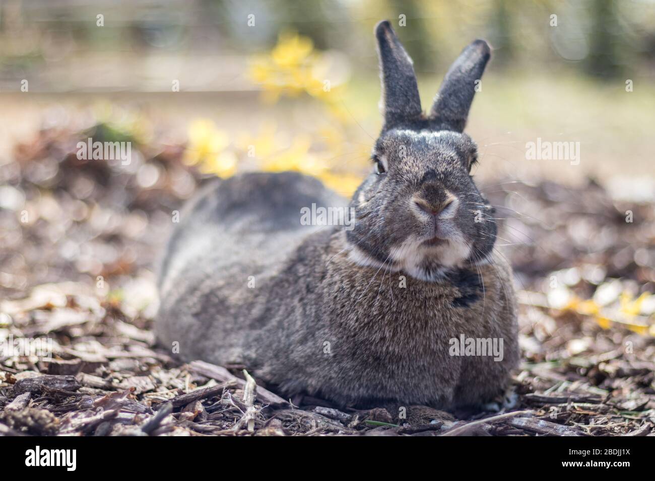 Small gray rabbit relaxing in garden smelling fresh air nose twitch ...