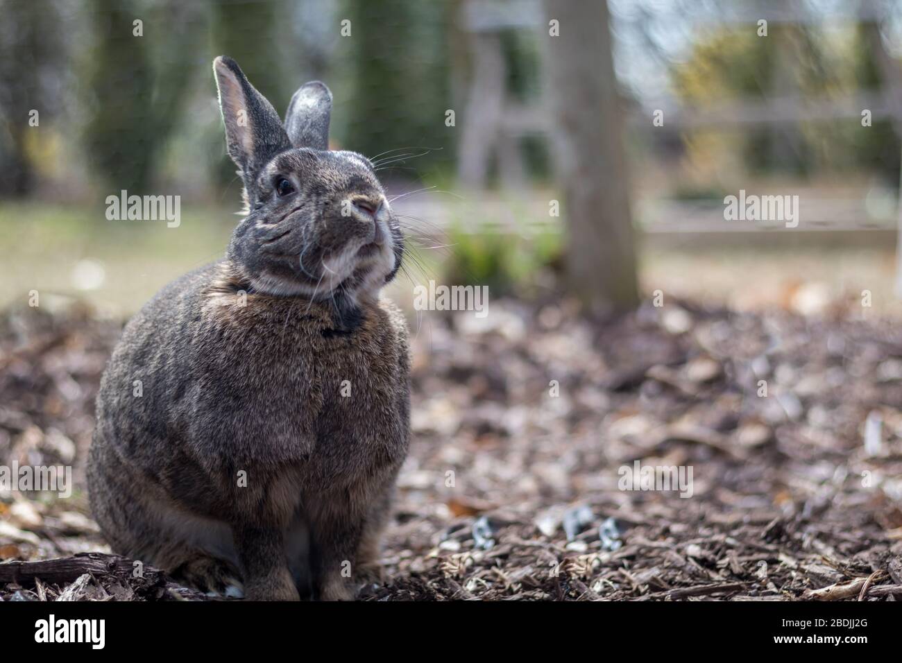Small gray rabbit relaxing in garden smelling fresh air nose twitch ...