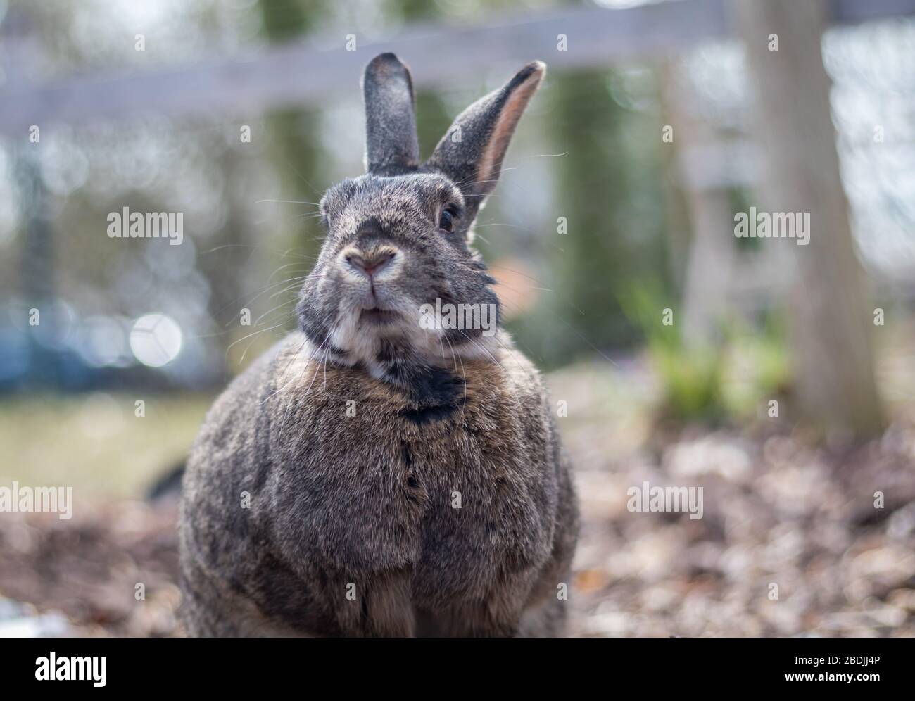 Bunny Nose Twitch