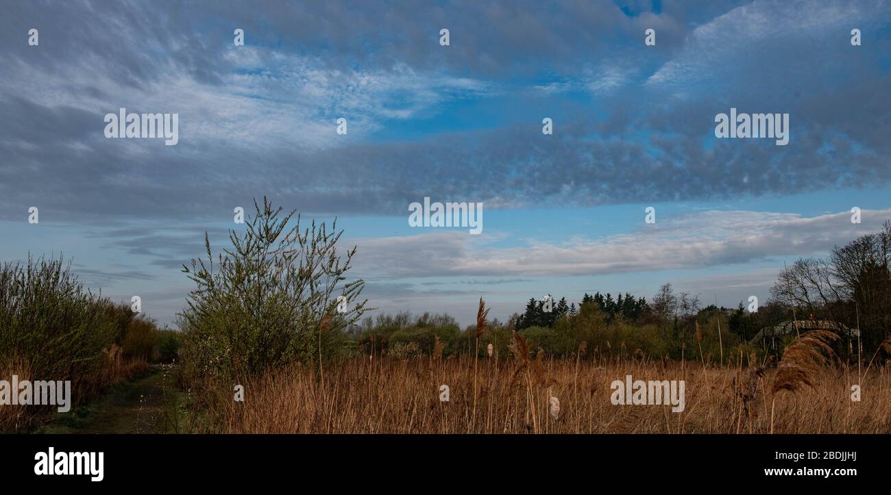 The Whitlingham Marsh, at Thorpe St Andrew in Norwich, a birdwatchers ...