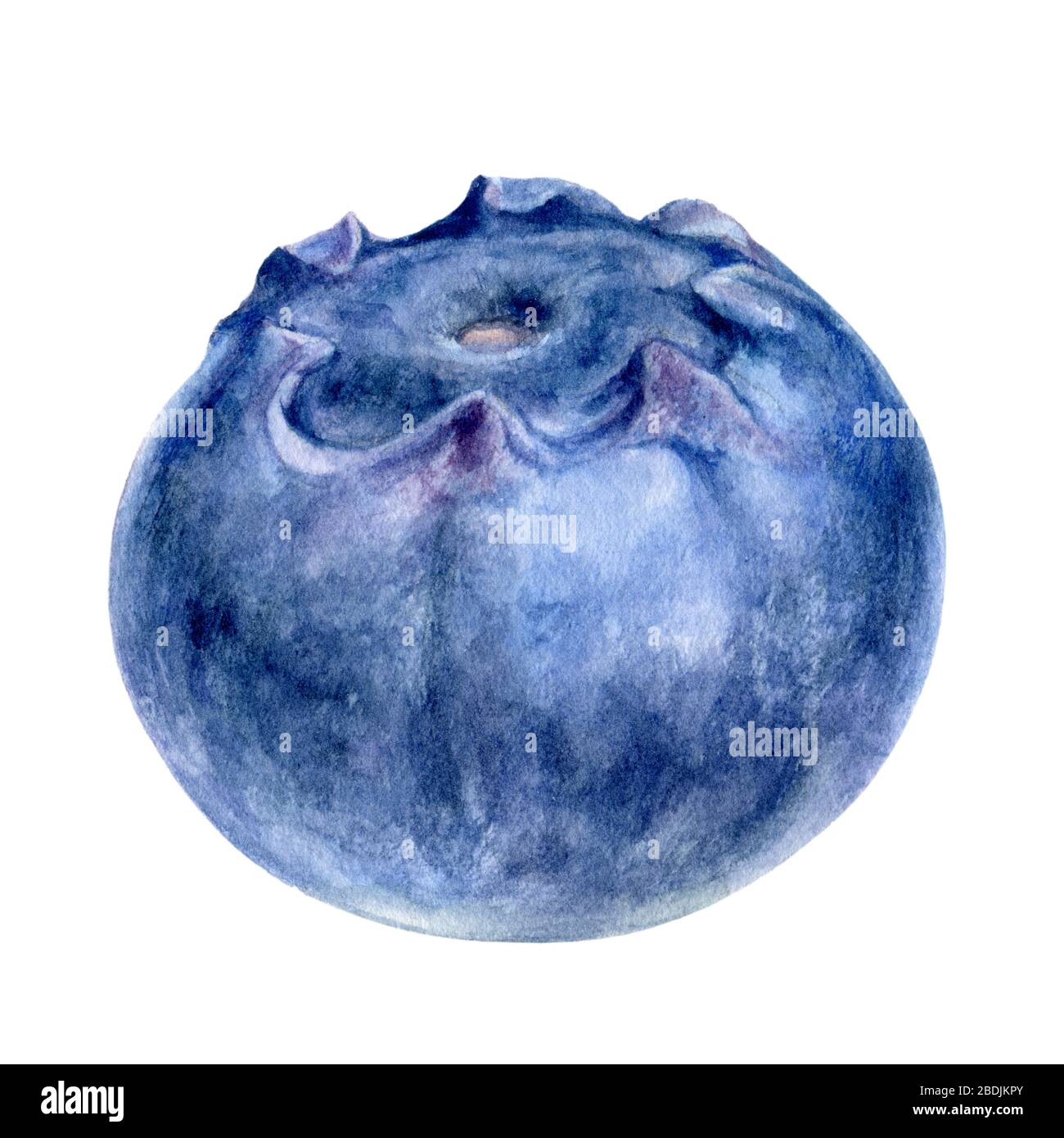 Blueberry watercolor illustration isolated on white background Stock ...