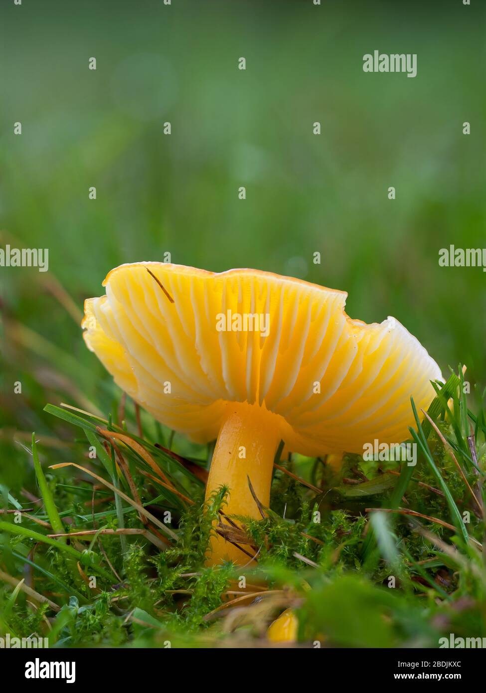 Yellow Gliophorus psittacinus, Parrot Waxcap Stock Photo - Alamy