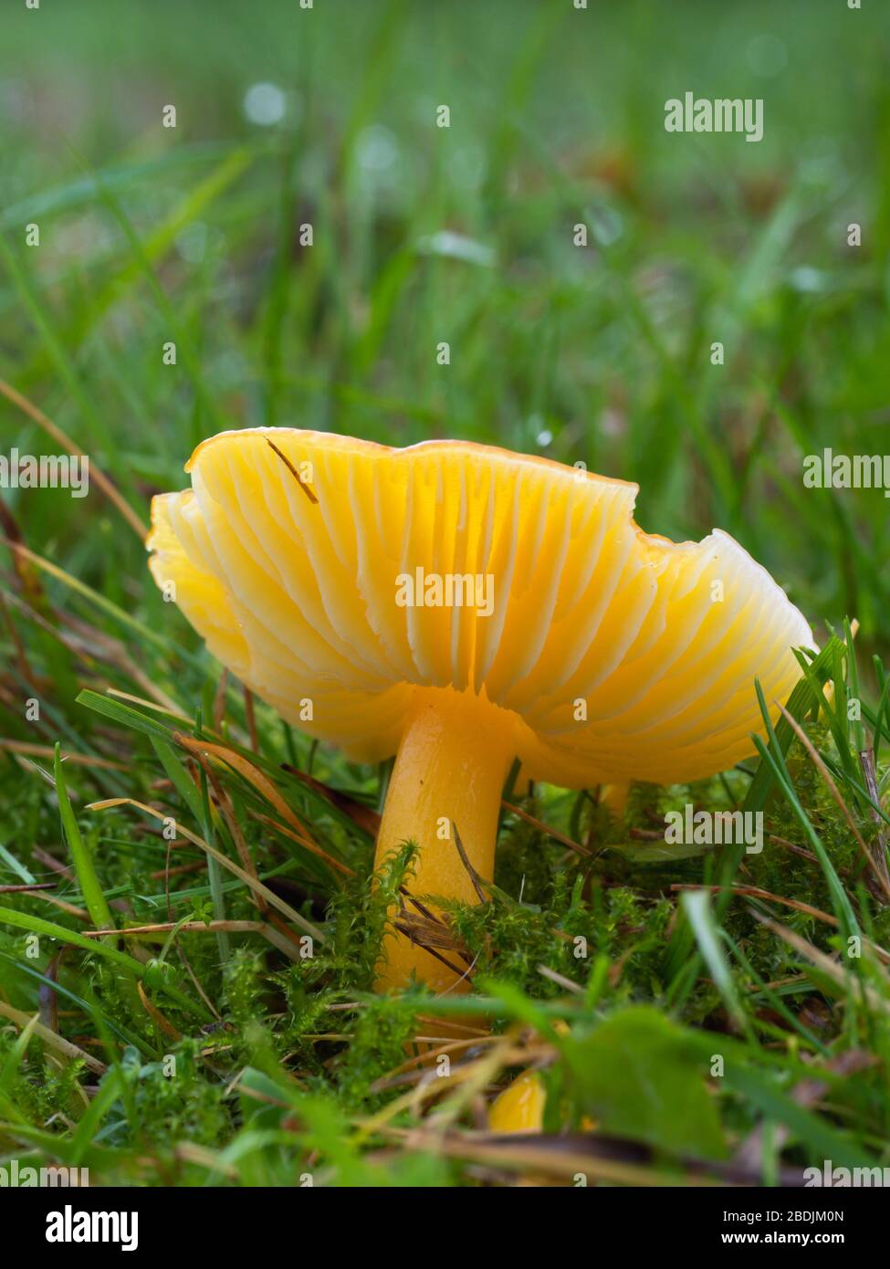 Yellow Gliophorus psittacinus, Parrot Waxcap Stock Photo - Alamy