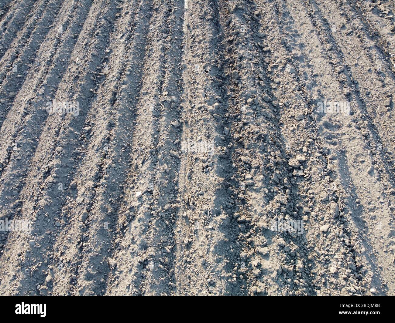 Mounds of soil on potato seedlings. Planting potatoes under the tractor ...