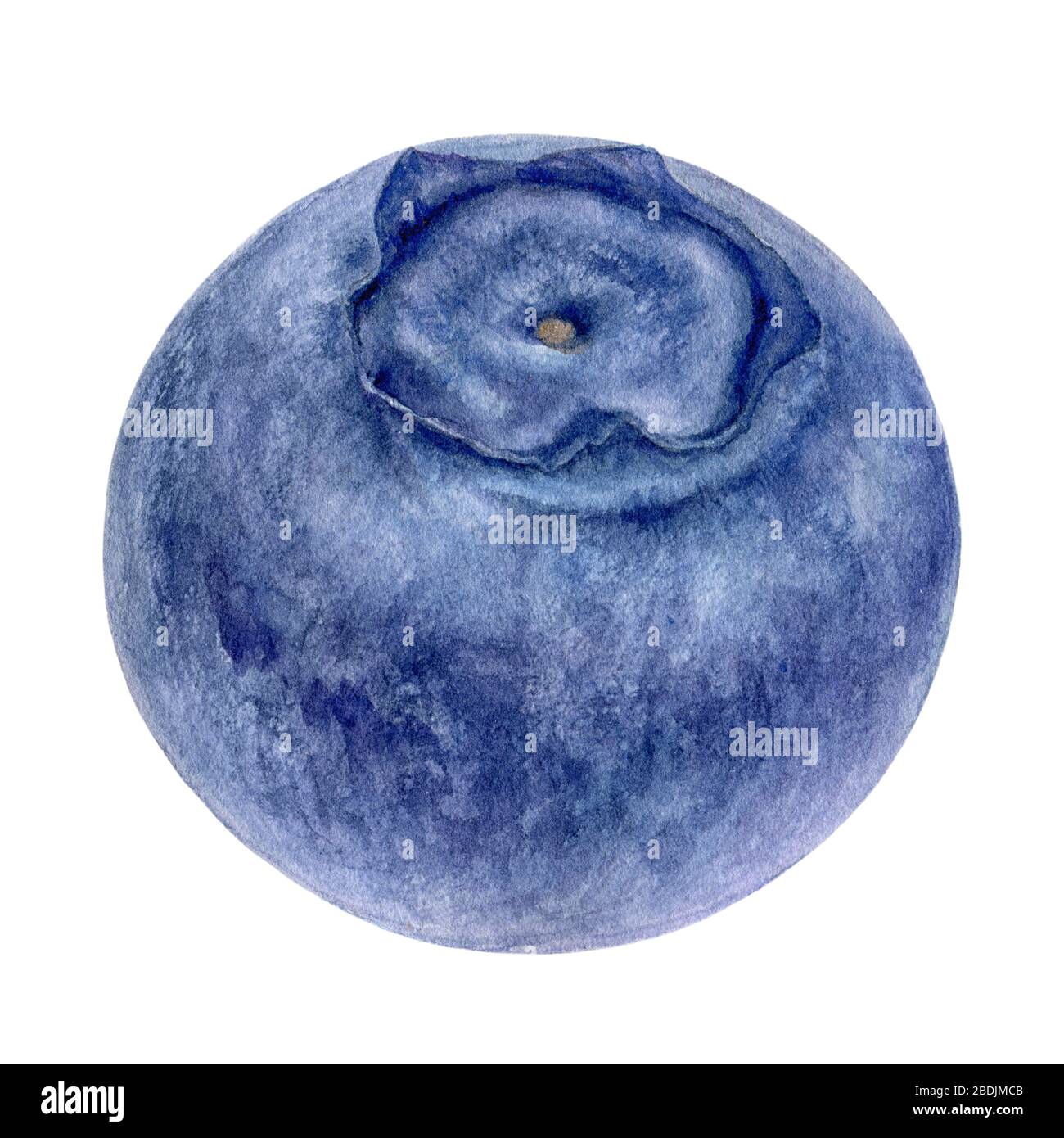 Blueberry watercolor illustration isolated on white background Stock ...