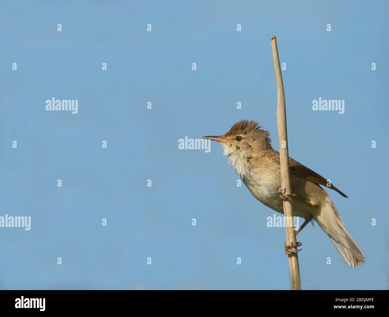 Warbler spring hi-res stock photography and images - Alamy