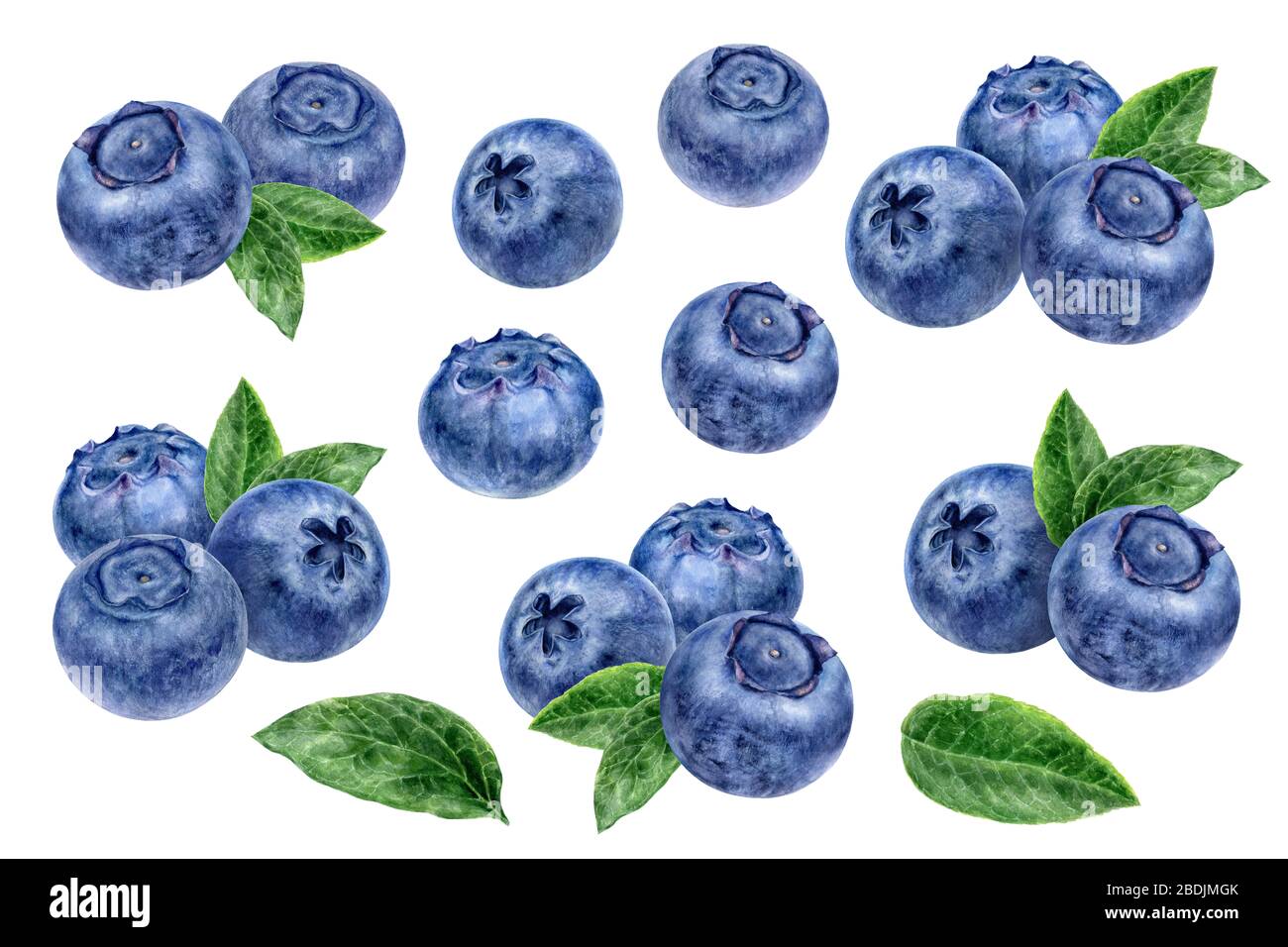 Blueberry big set composition watercolor illustration isolated on white ...
