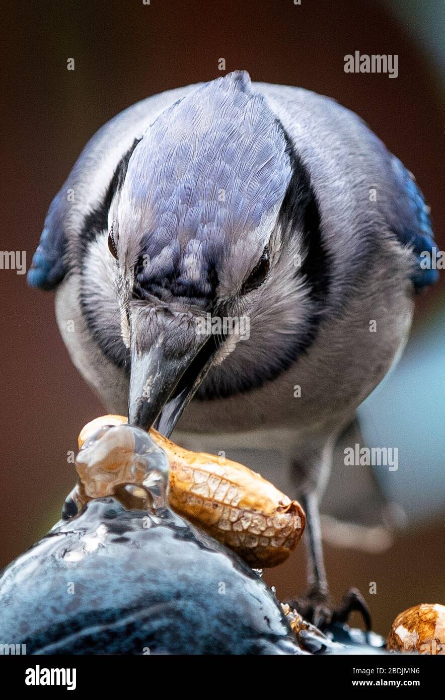 Caught a nut Stock Photo - Alamy