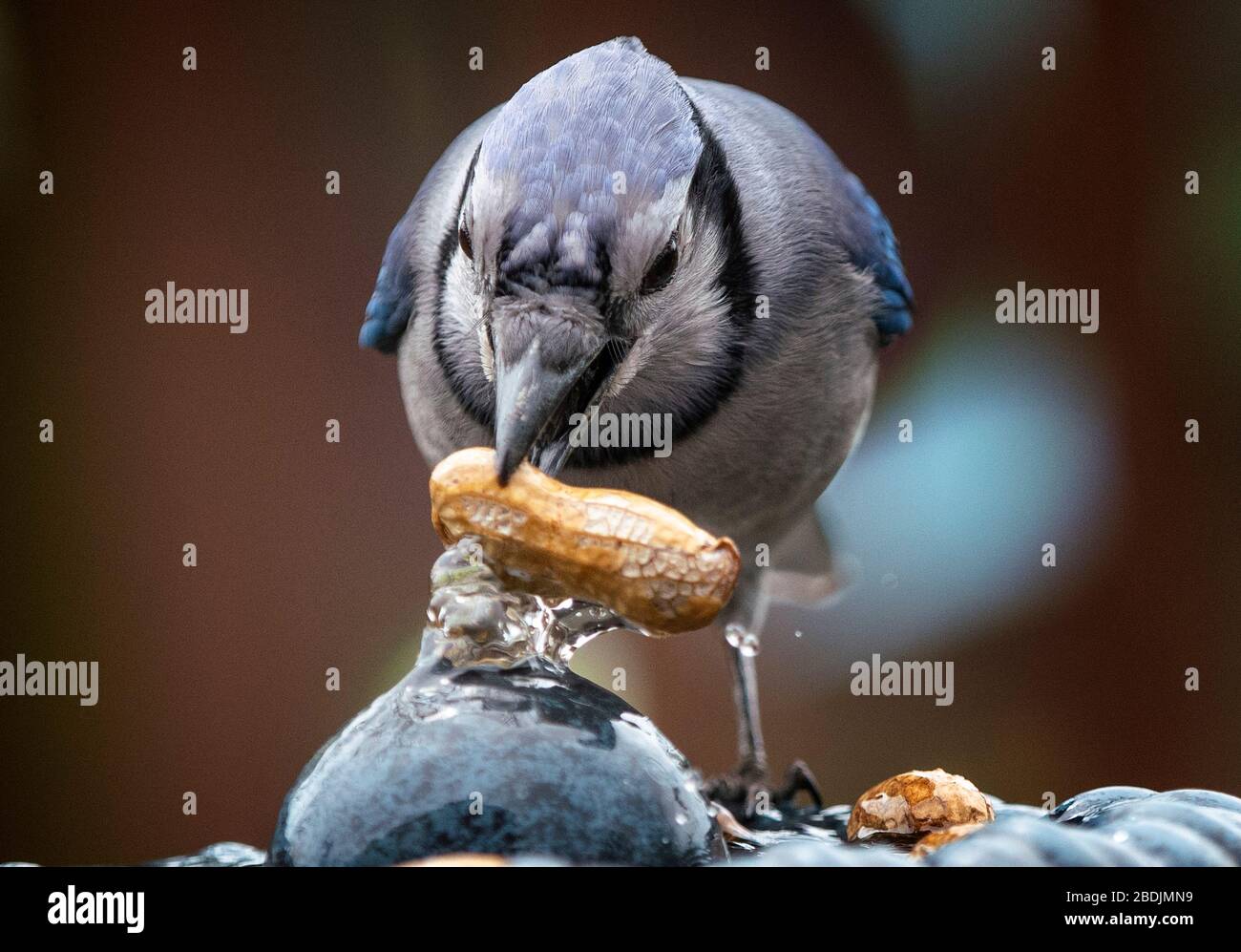 Nut picker hi-res stock photography and images - Alamy