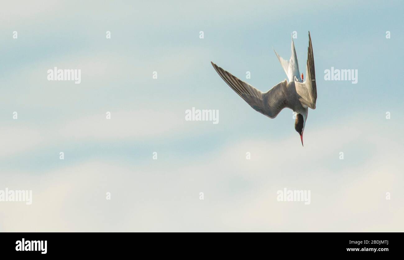 Black and white diving hi-res stock photography and images - Alamy