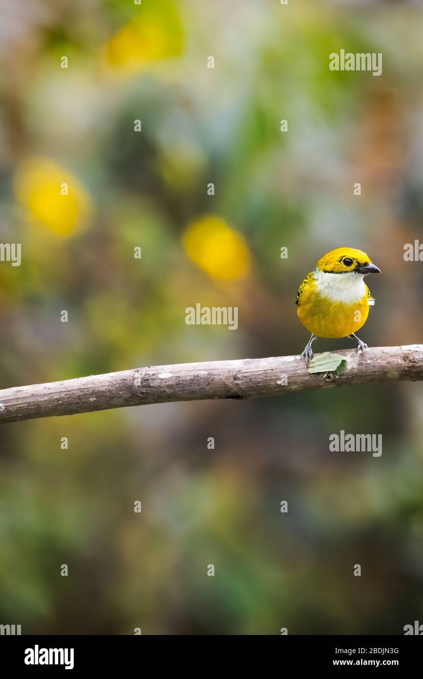 Bosque del tolomuco hi-res stock photography and images - Alamy