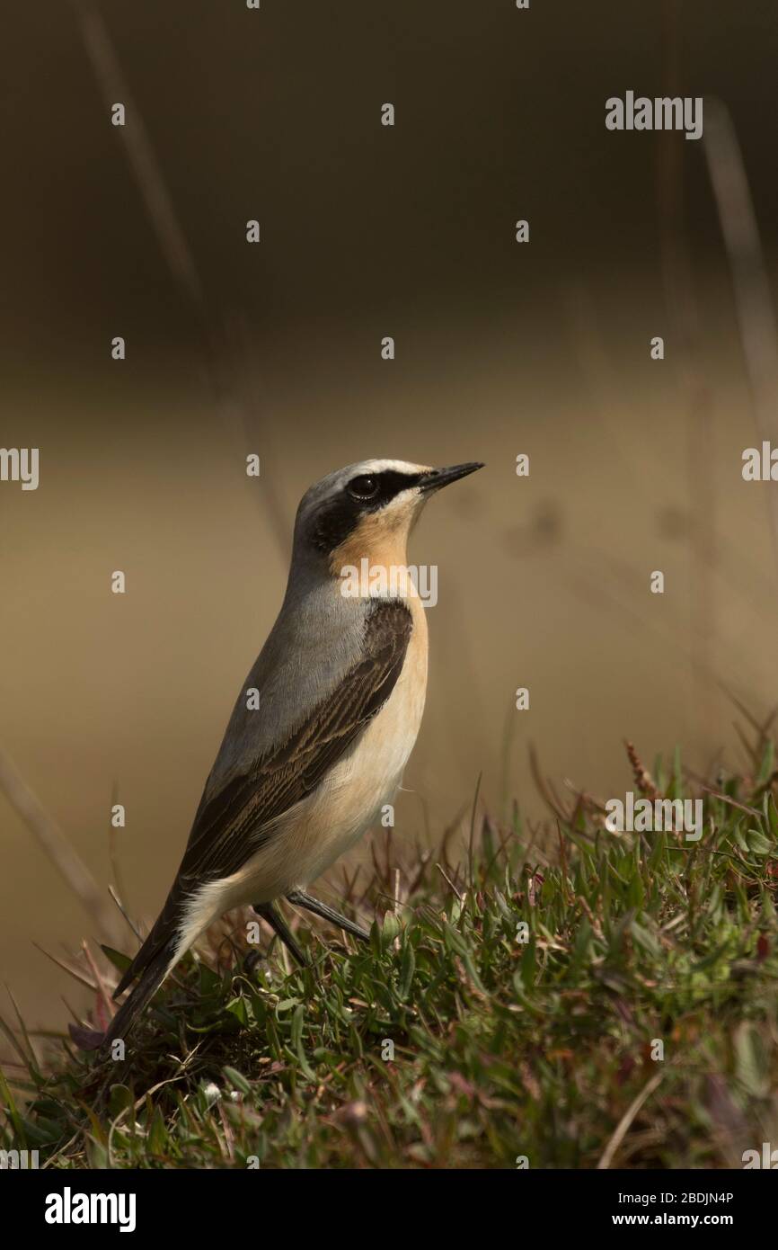 Wheatear northern hi-res stock photography and images - Alamy