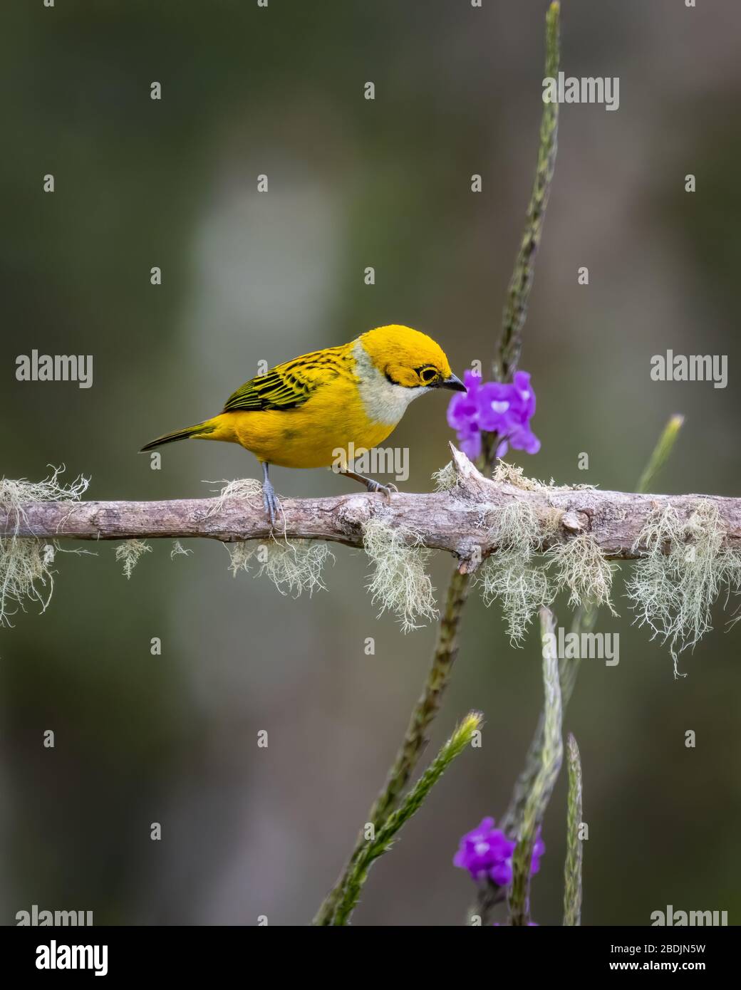 Bosque del tolomuco hi-res stock photography and images - Alamy