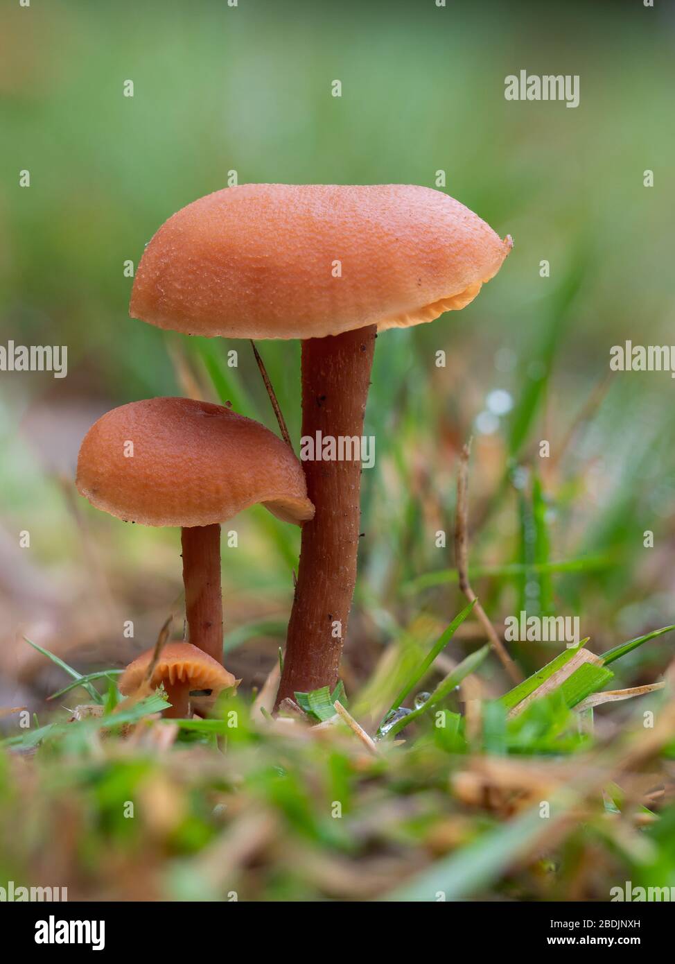 Laccaria laccata, commonly known as the deceiver, or waxy laccaria ...