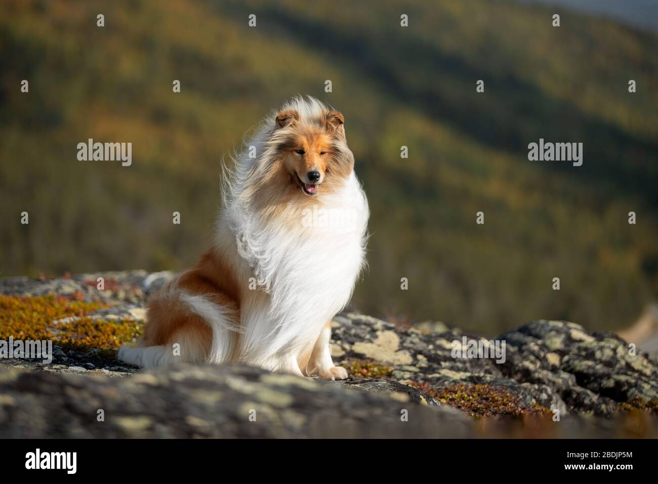 Scottish shepherd on a beautiful background Stock Photo - Alamy