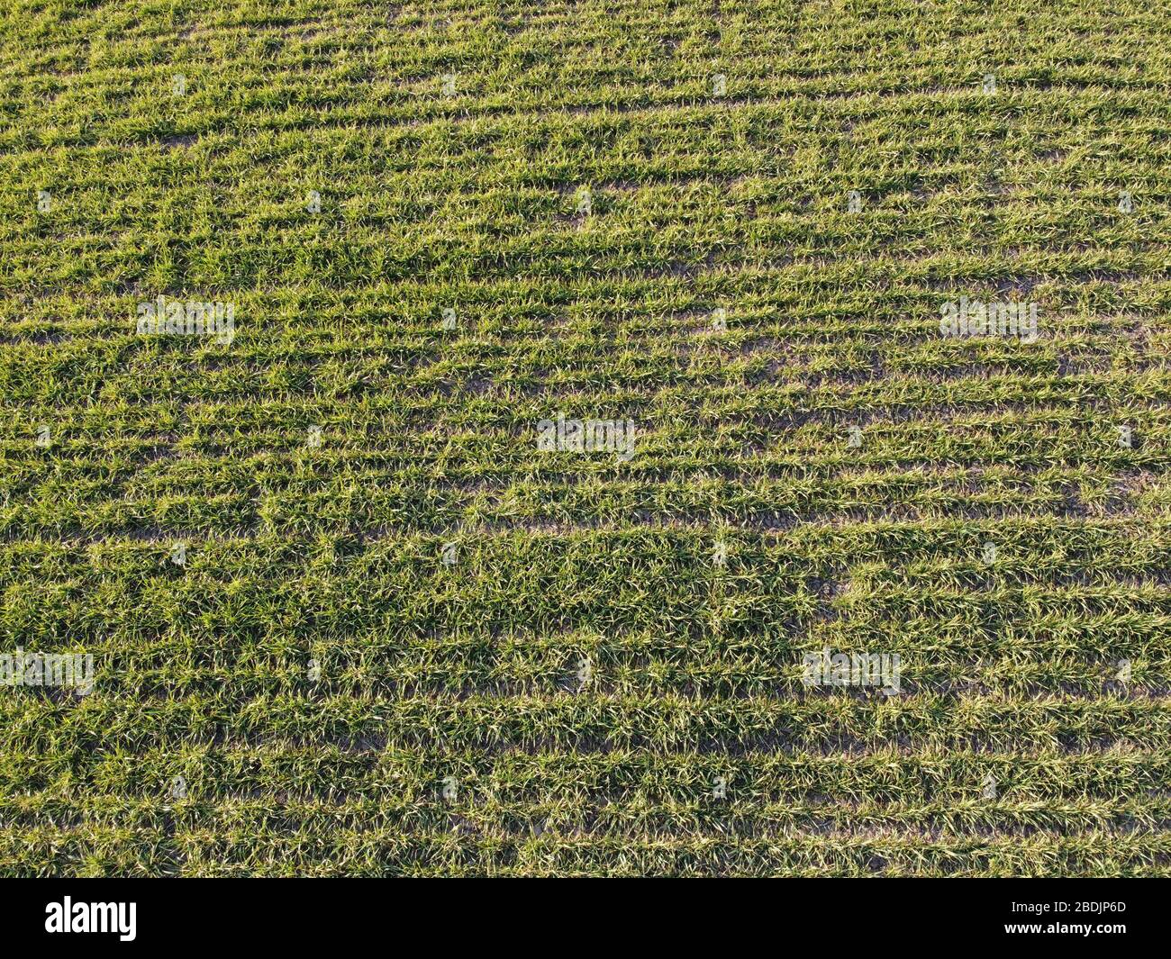 Background of young green wheat on the field. Crop rows of crops Stock ...