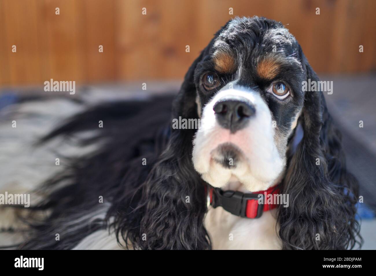 Cute adult purebred tricolor American Cocker Spaniel indoors. A black ...