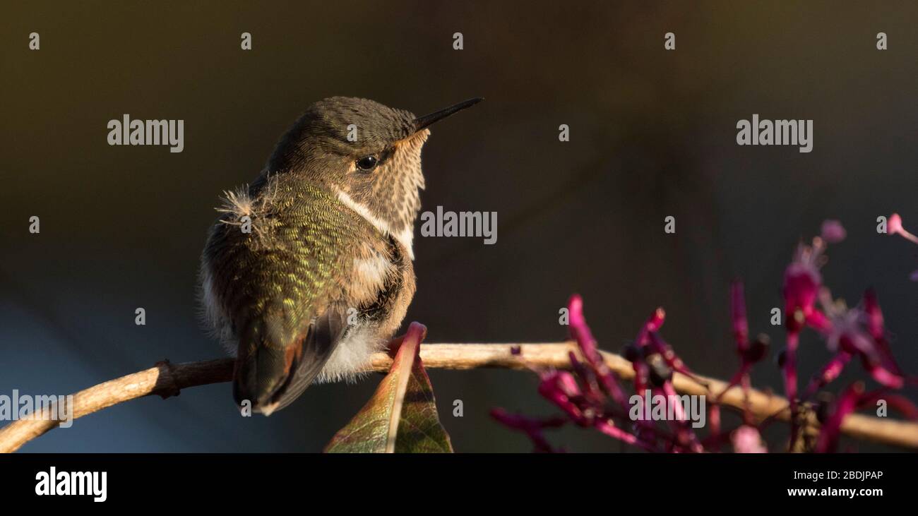 cute juvenile hummingbird Stock Photo - Alamy