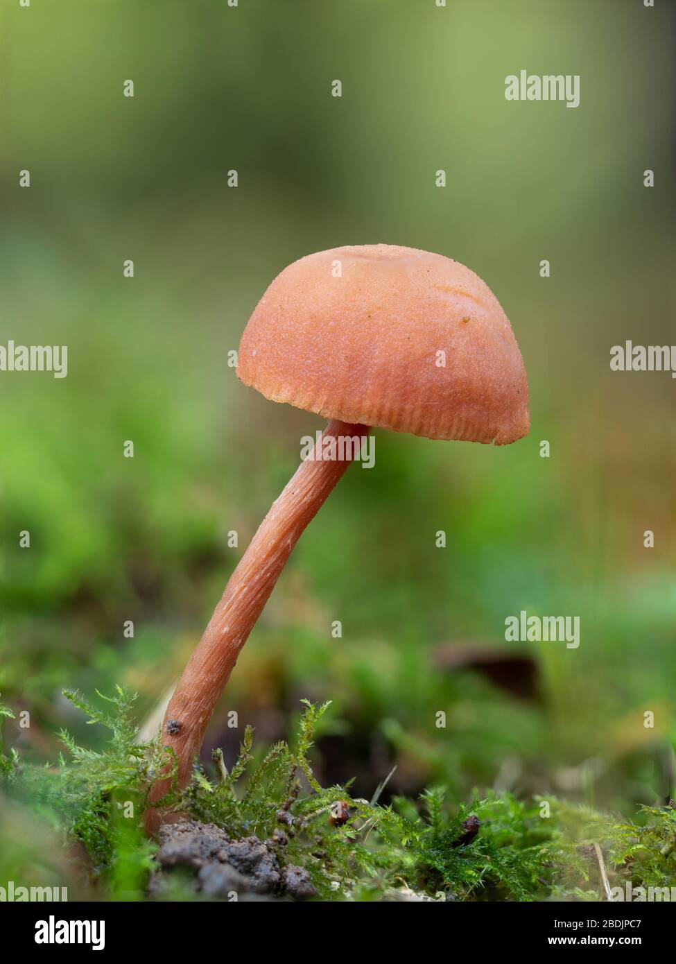 Laccaria laccata, commonly known as the deceiver, or waxy laccaria ...