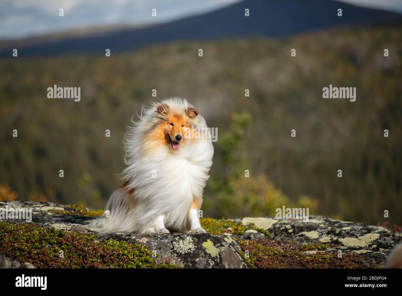 Scottish shepherd hi-res stock photography and images - Alamy