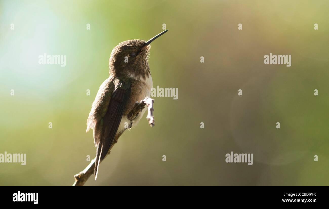 Backlit volcano hummingbird Stock Photo - Alamy