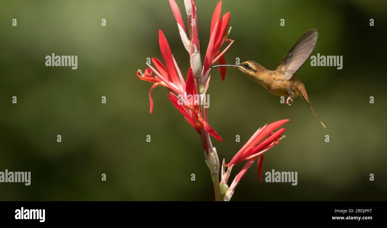 Rainforest tropical flying birds hi-res stock photography and images ...