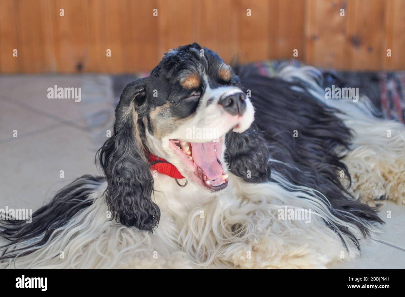 Cute purebred tricolor American Cocker Spaniel indoors. A black-and ...